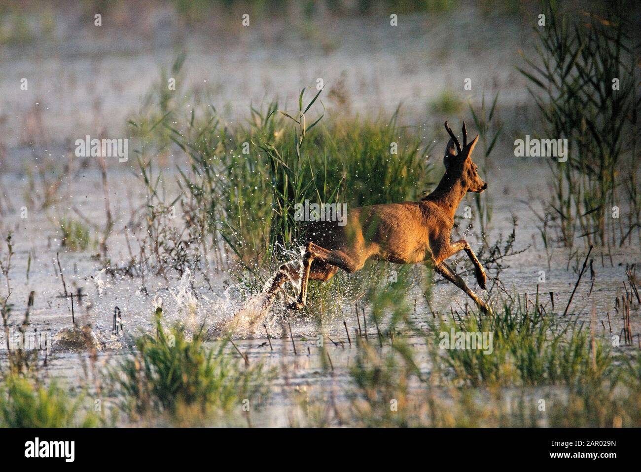 Roe deer crossing the shallow marsh Stock Photo - Alamy
