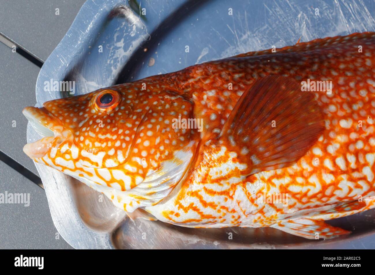 Orange ballan wrasse on a pewter dish after fishing in Brittany Stock ...
