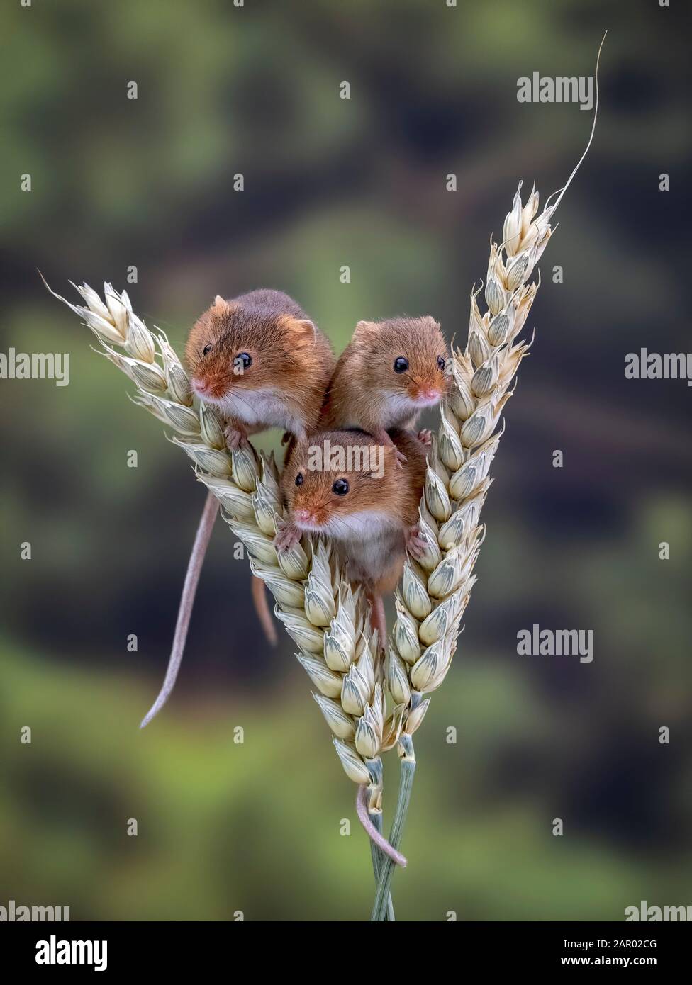 Harvest mouse stalk hi-res stock photography and images - Alamy