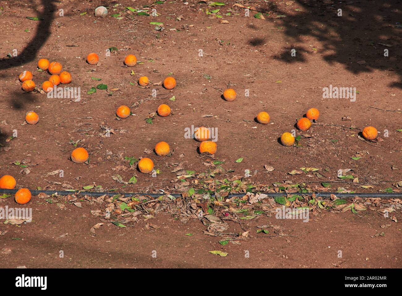 Orange tree in Paralimni town, Cyprus Stock Photo - Alamy