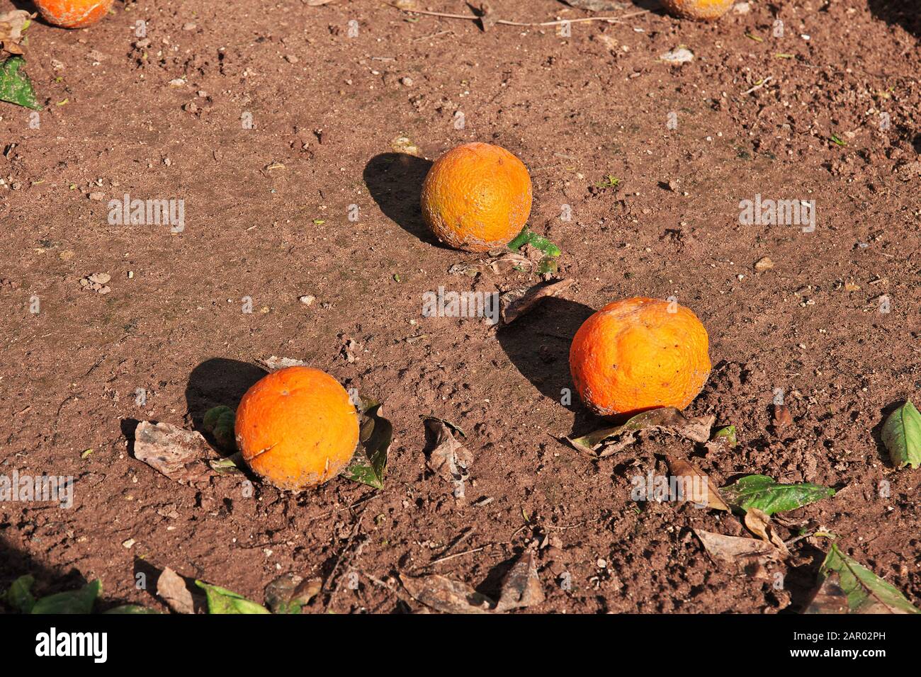 Fruit tree growing in town garden hi-res stock photography and images ...