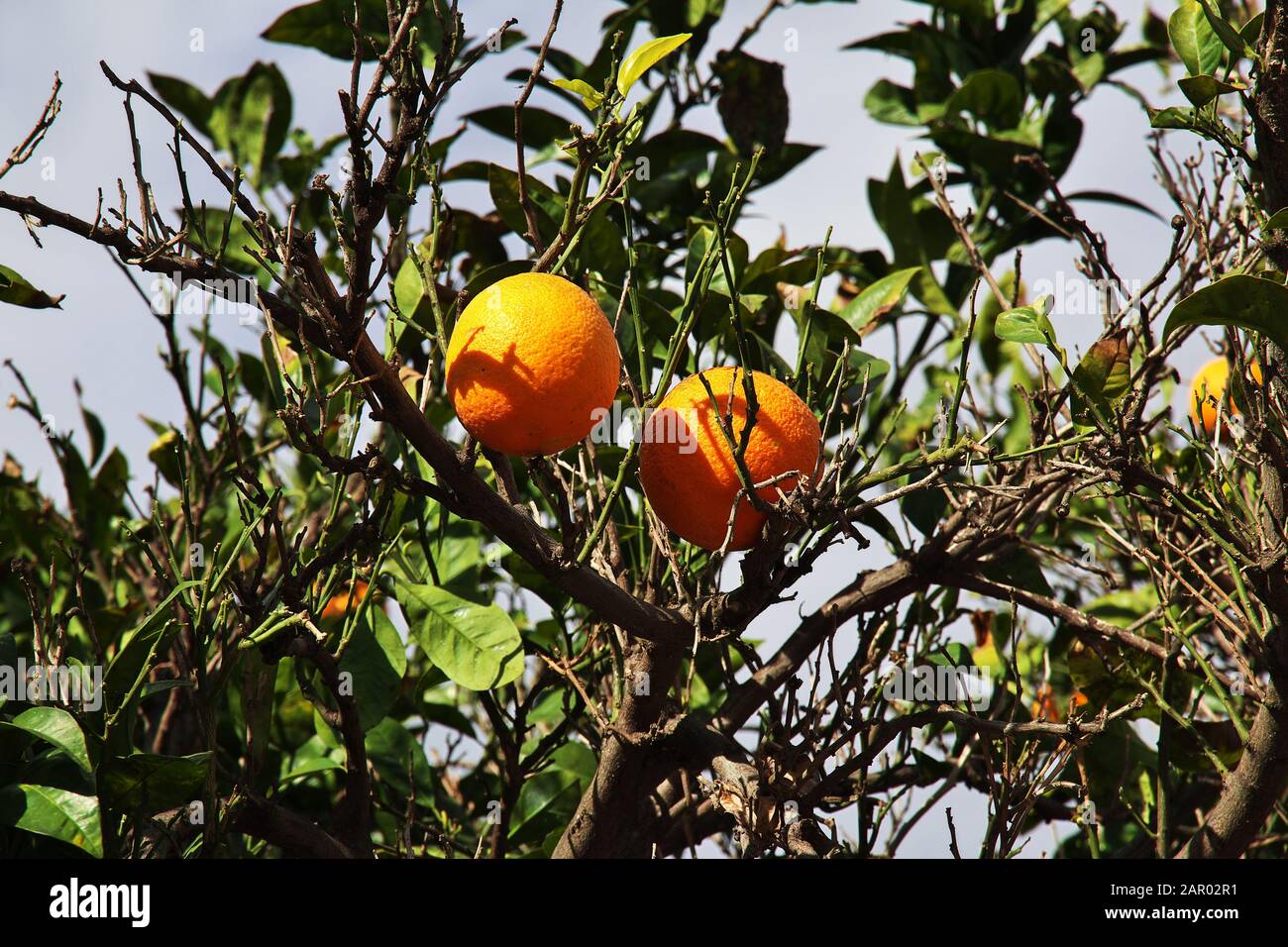 Orange tree in Paralimni town, Cyprus Stock Photo - Alamy