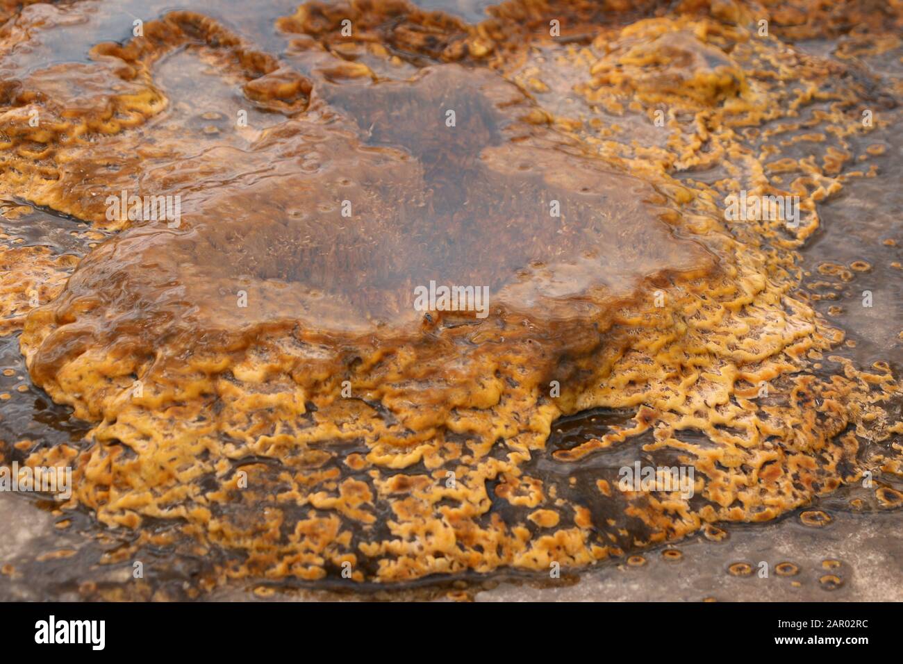 The colorful colors of the geothermal pools of Yellowstone created by ...