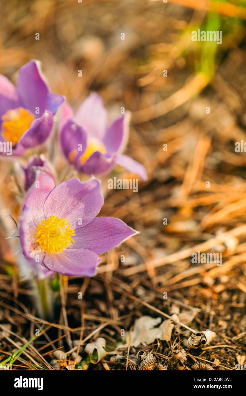 Belarus. Wild Spring Flowers Pulsatilla Patens. Flowering Plant In ...