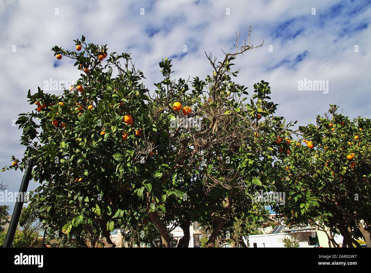 Orange tree in Paralimni town, Cyprus Stock Photo - Alamy