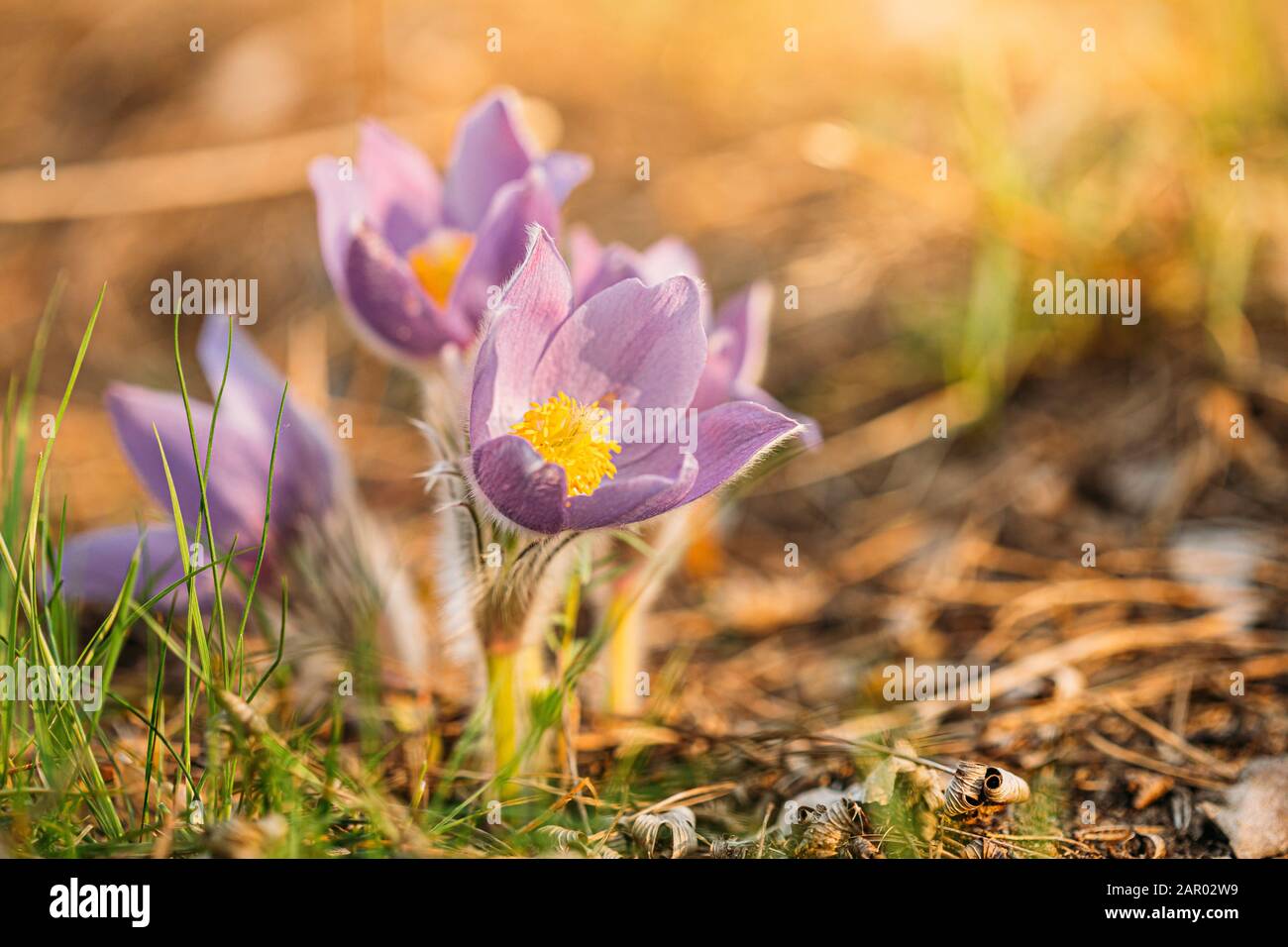 Belarus. Wild Spring Flowers Pulsatilla Patens. Flowering Plant In ...