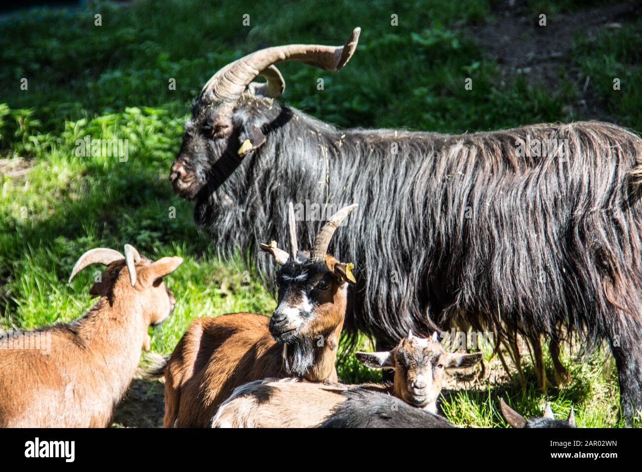 Wild goats in the forest Stock Photo - Alamy