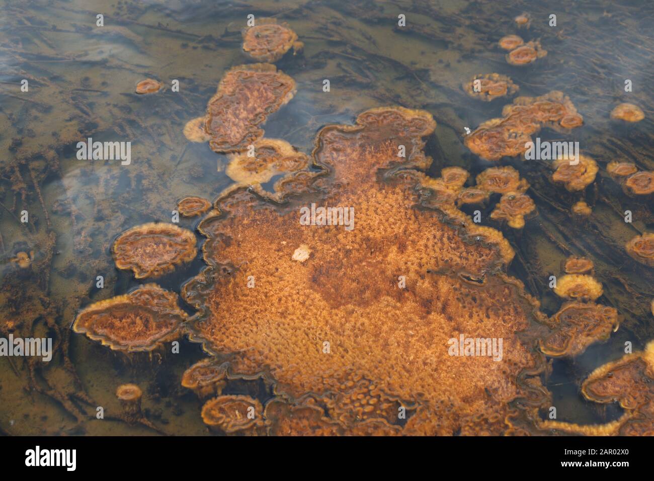 The colorful colors of the geothermal pools of Yellowstone created by ...