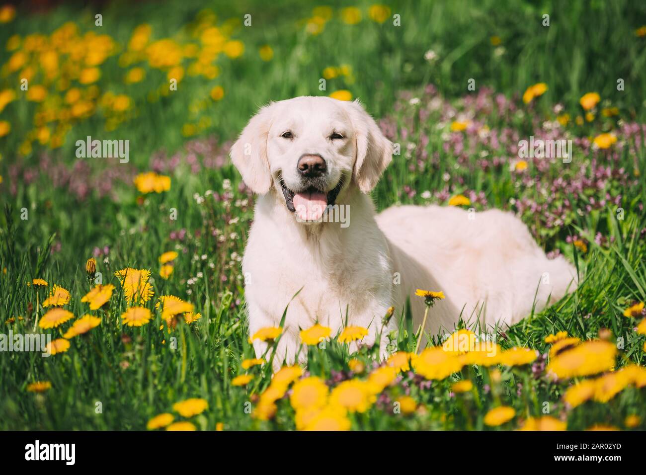 Happy labrador retriever hi-res stock photography and images - Alamy