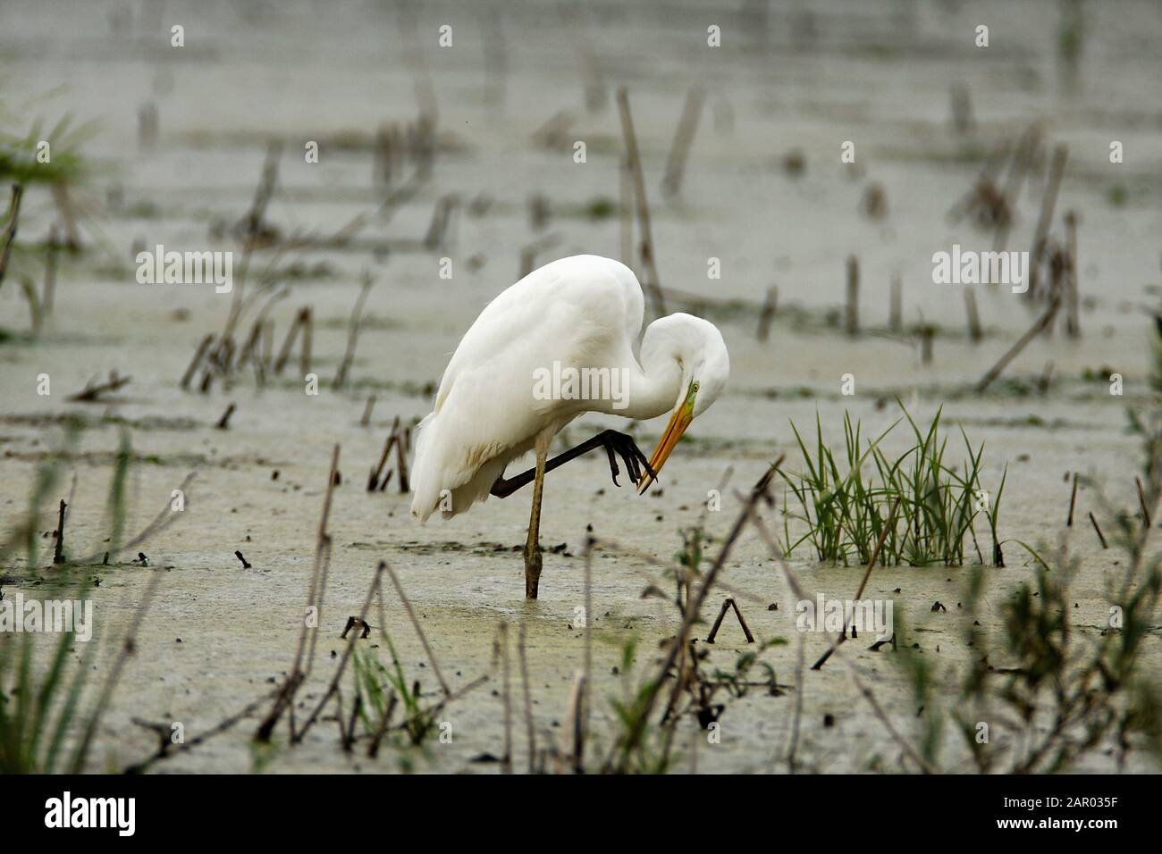 Freshwater shallow hi-res stock photography and images - Alamy