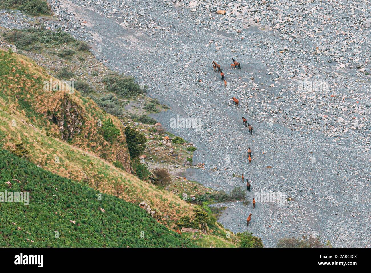 Herd Of Horses Going To The Mountain River Terek In Darial Gorge ...