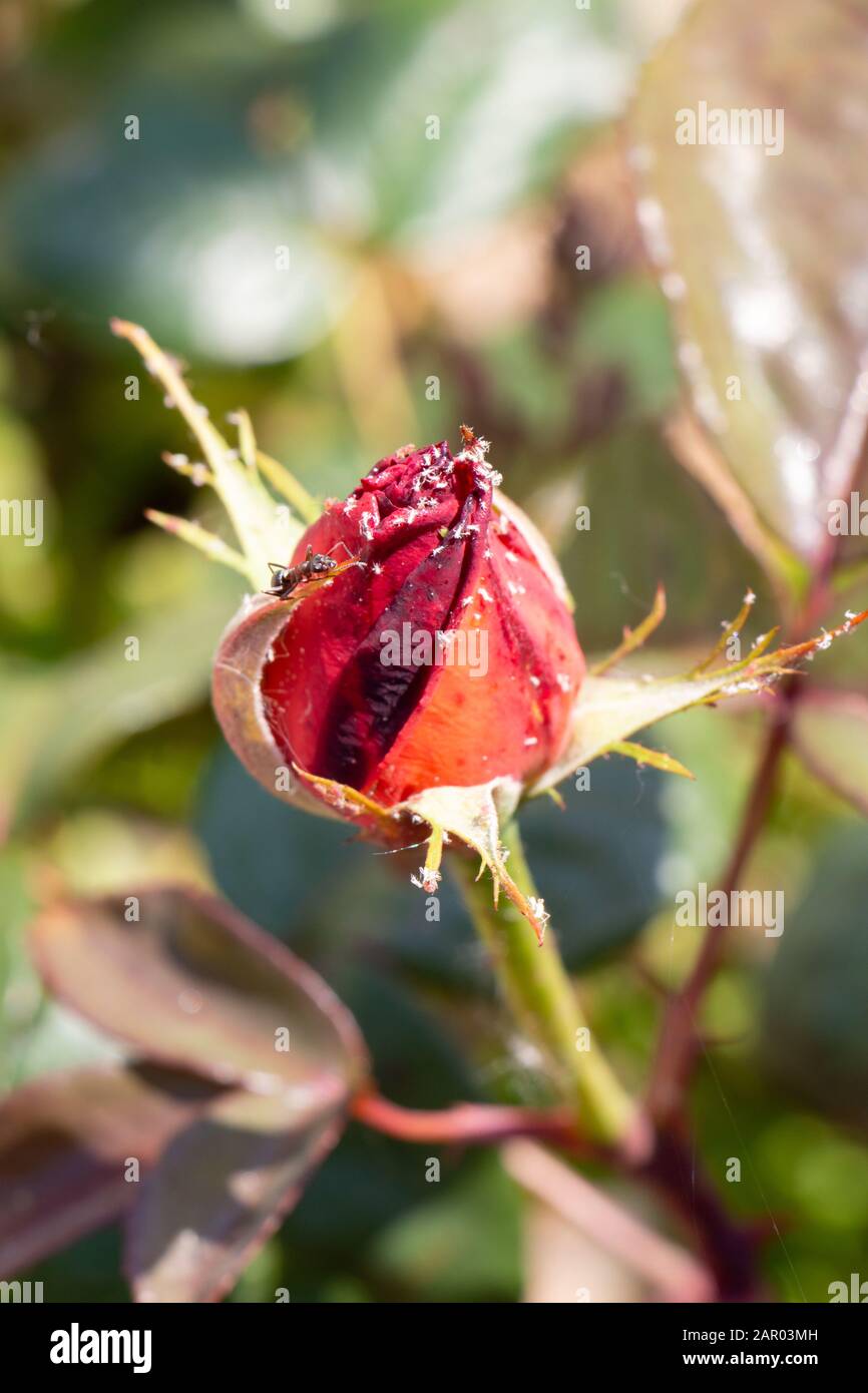 Red rose with aphids in a garden during spring Stock Photo - Alamy