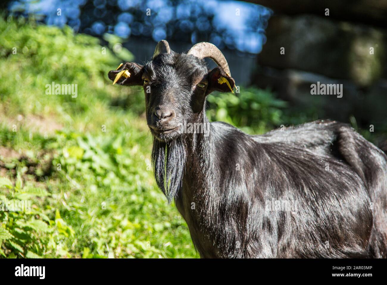 Wild goats in the forest Stock Photo - Alamy