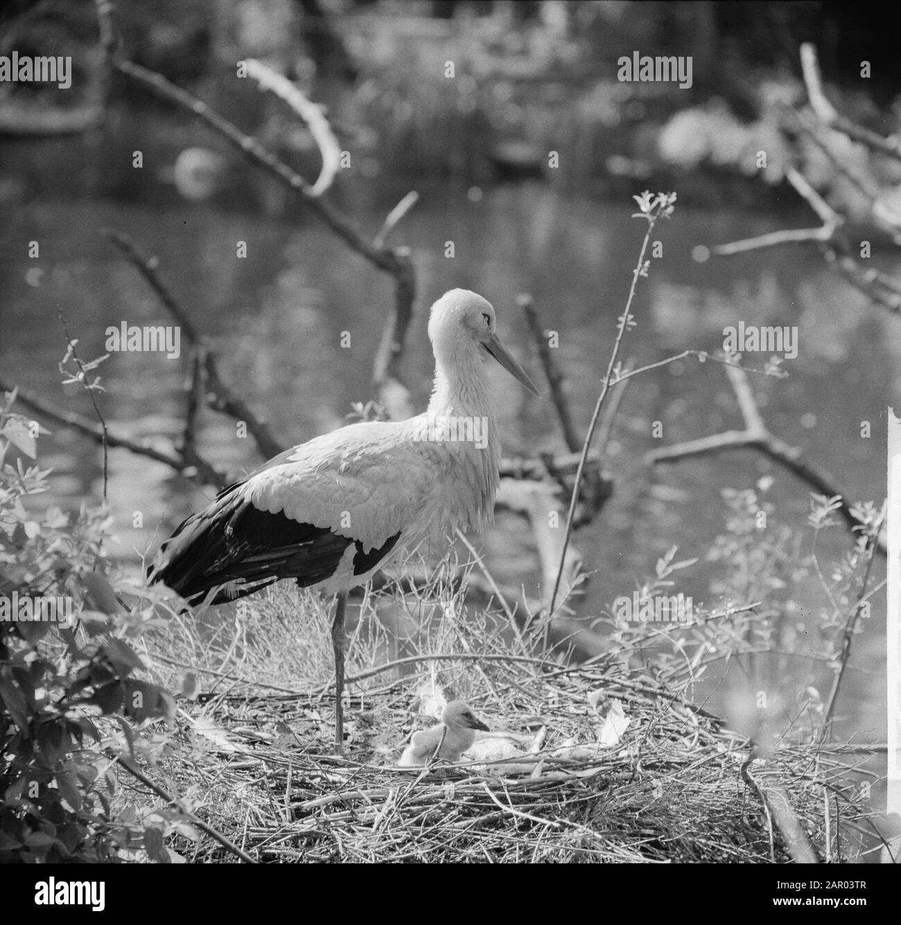 Stork born hi-res stock photography and images - Alamy