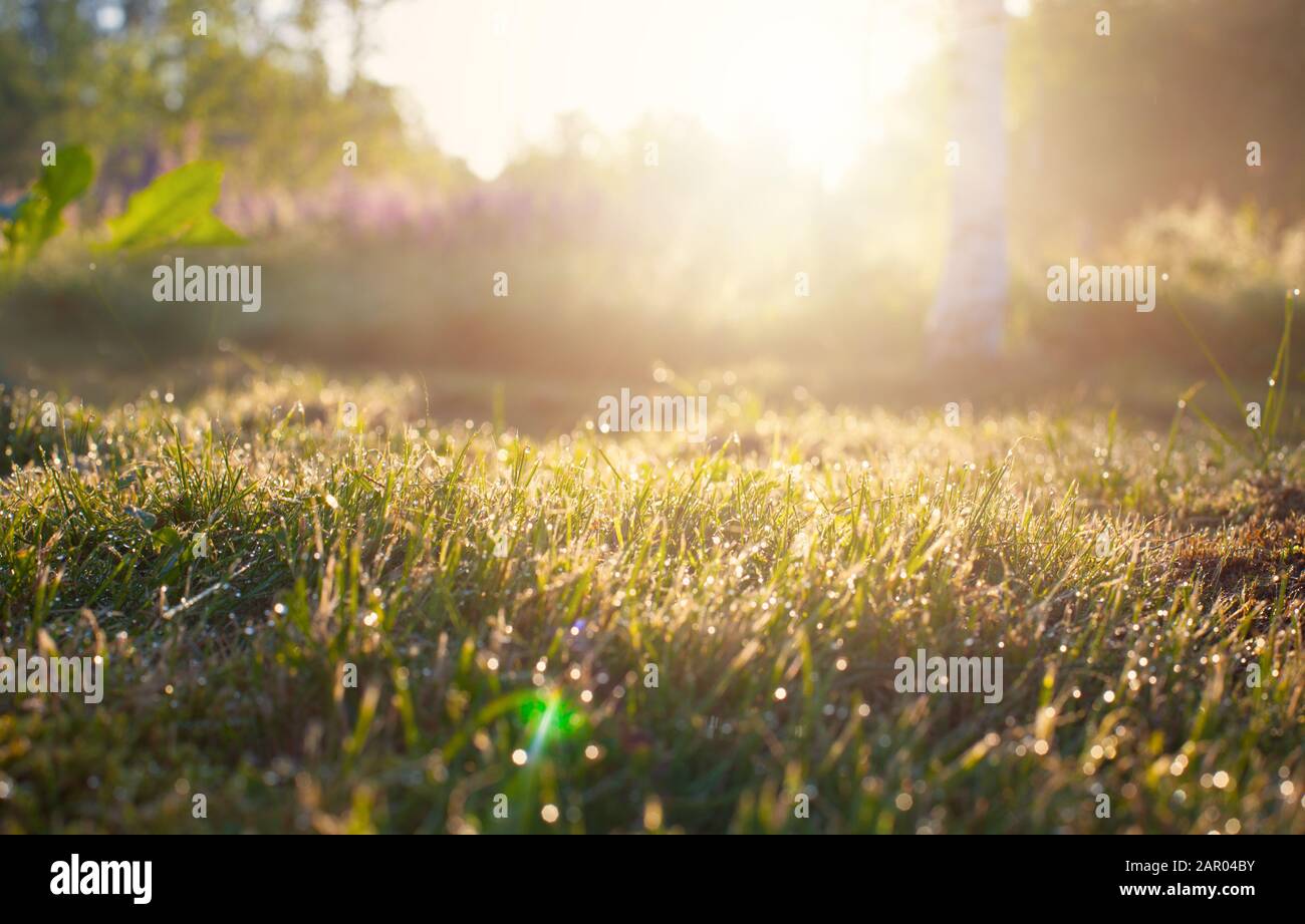 Summer Forest in Morning, Abstract Natural Backgrounds with sunlight ...