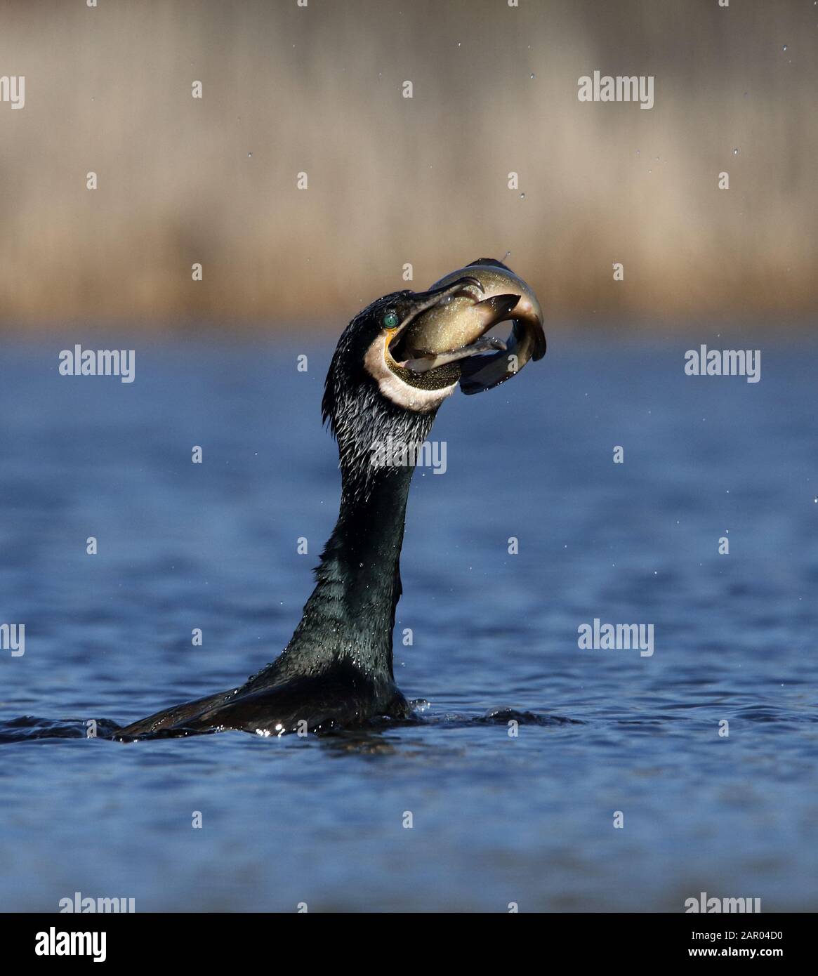 Phalacrocorax carbo eating uk hi-res stock photography and images - Alamy