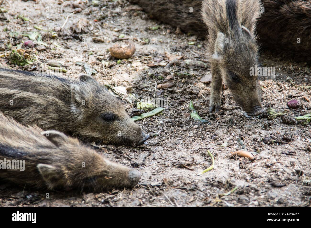Wild boar freshlings in hi-res stock photography and images - Alamy