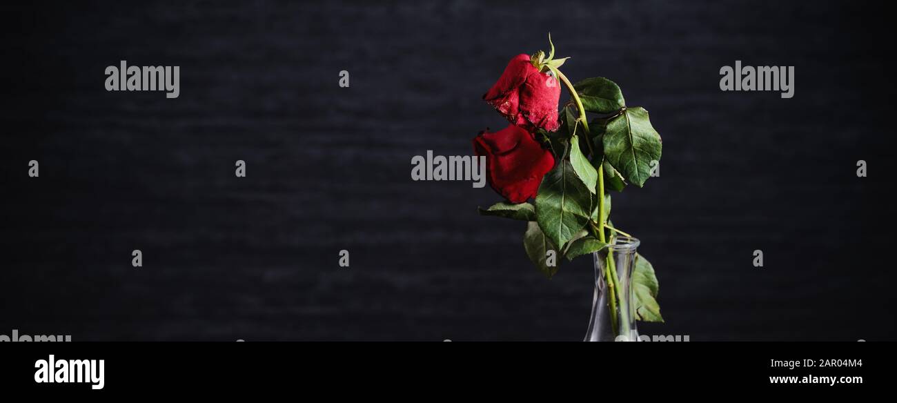Withered rose on dark gray background and wooden table with fall petals ...