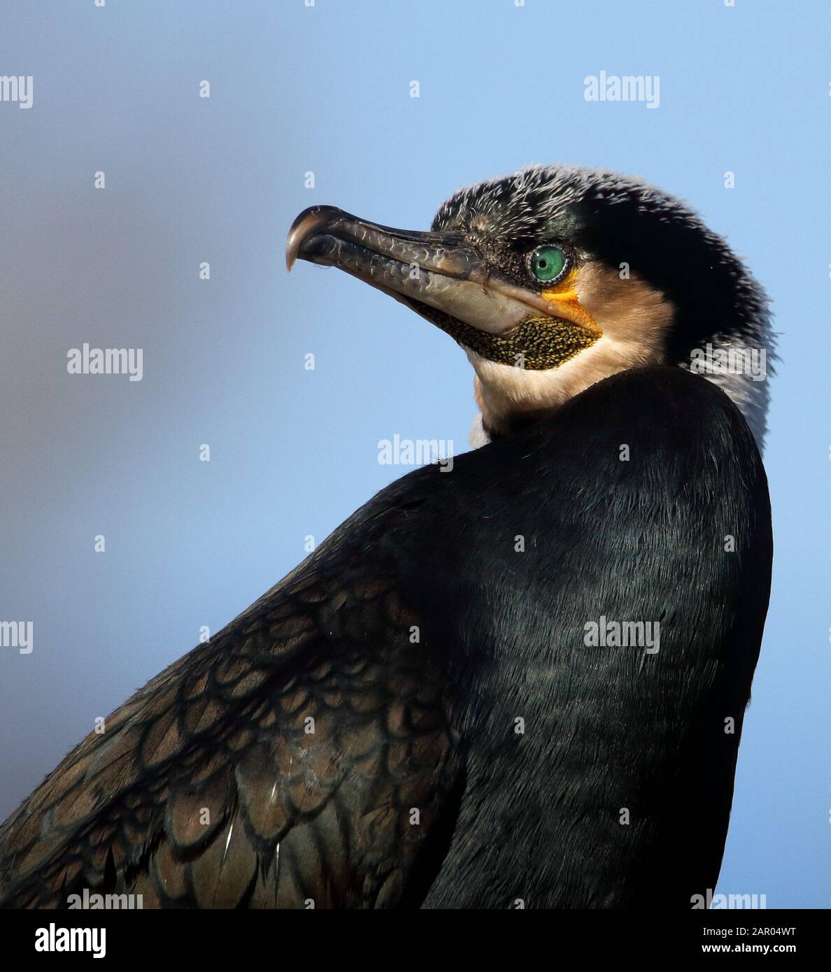 Cormorant eye close up hi-res stock photography and images - Alamy