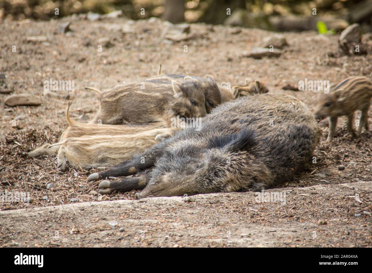 Wild boar with freshlings in the mud Stock Photo - Alamy