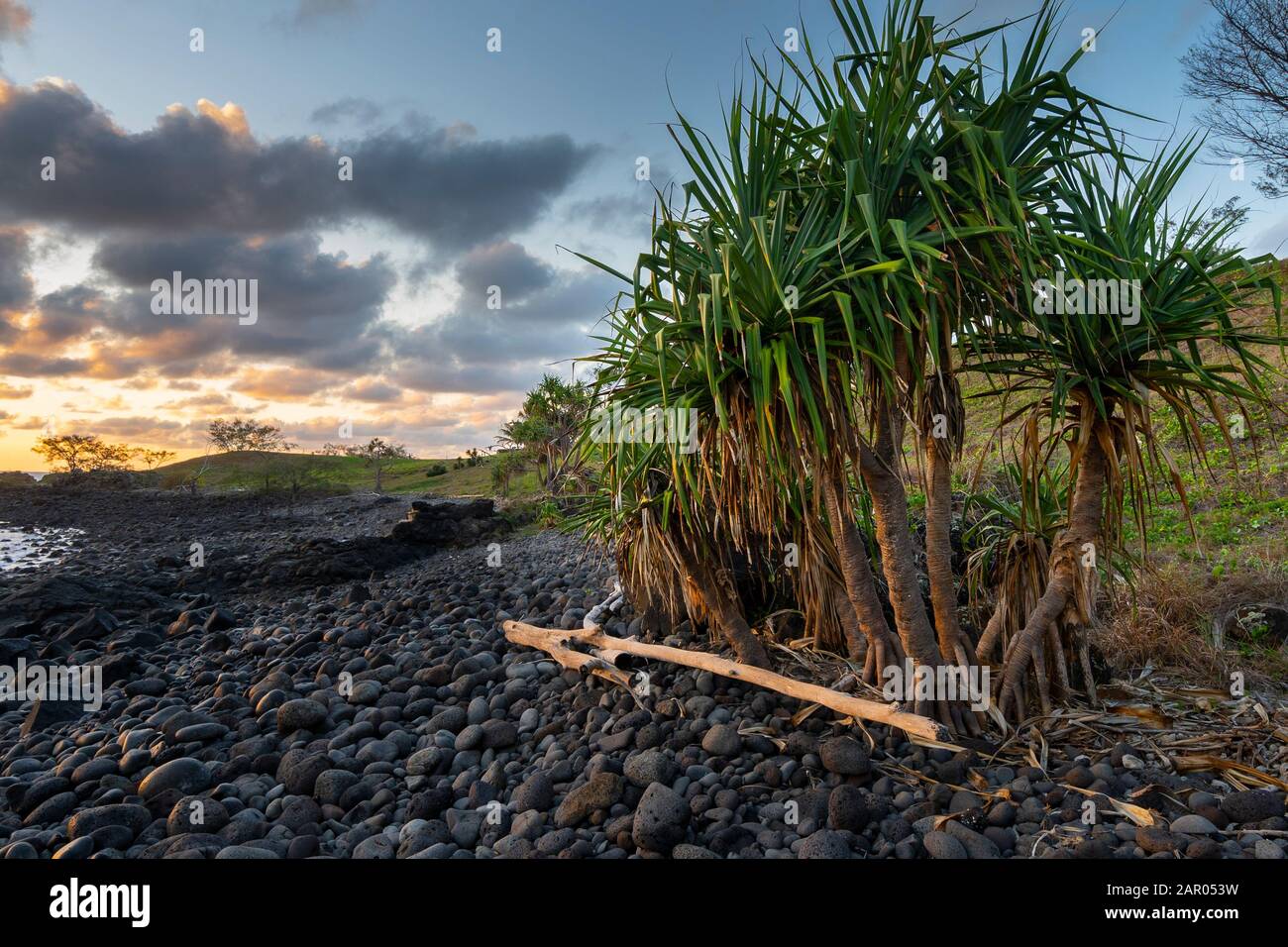 Pandanus screwpine hi-res stock photography and images - Alamy