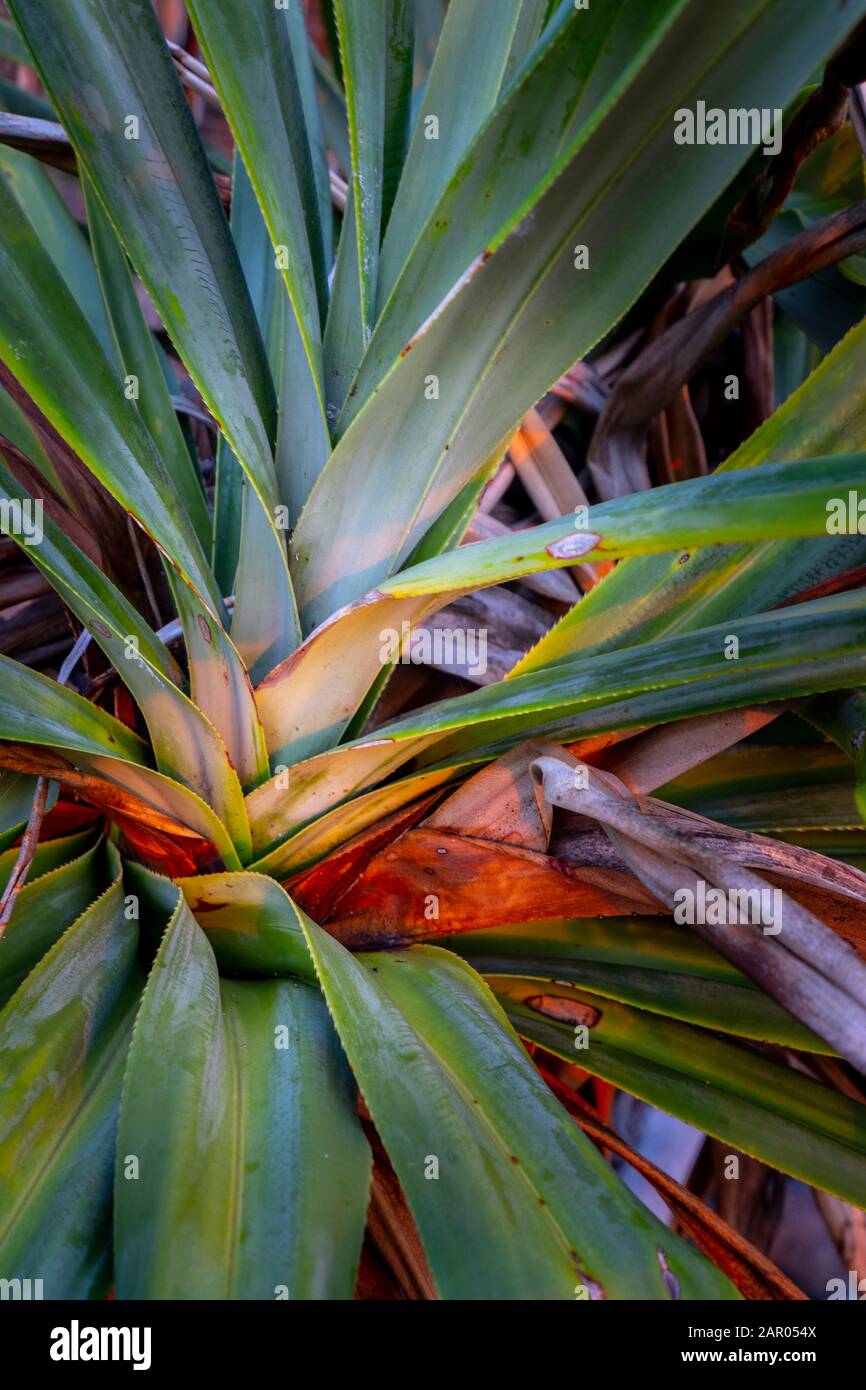 Close up of Thatch screwpine (Pandanus odoratissimus), growing on a ...