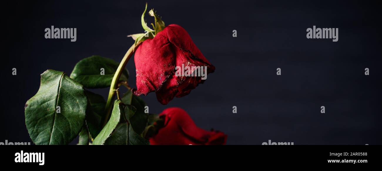 Withered rose on dark gray background and wooden table with fall petals ...