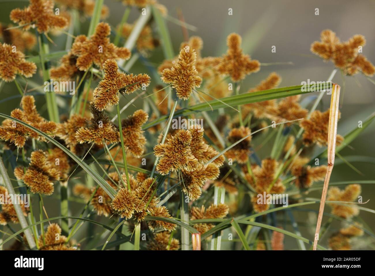 Bulrush flower hi-res stock photography and images - Alamy