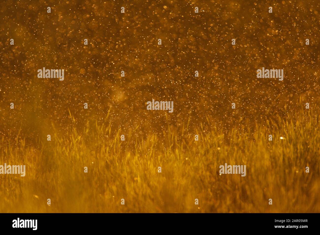 Buzzing with insects hi-res stock photography and images - Alamy