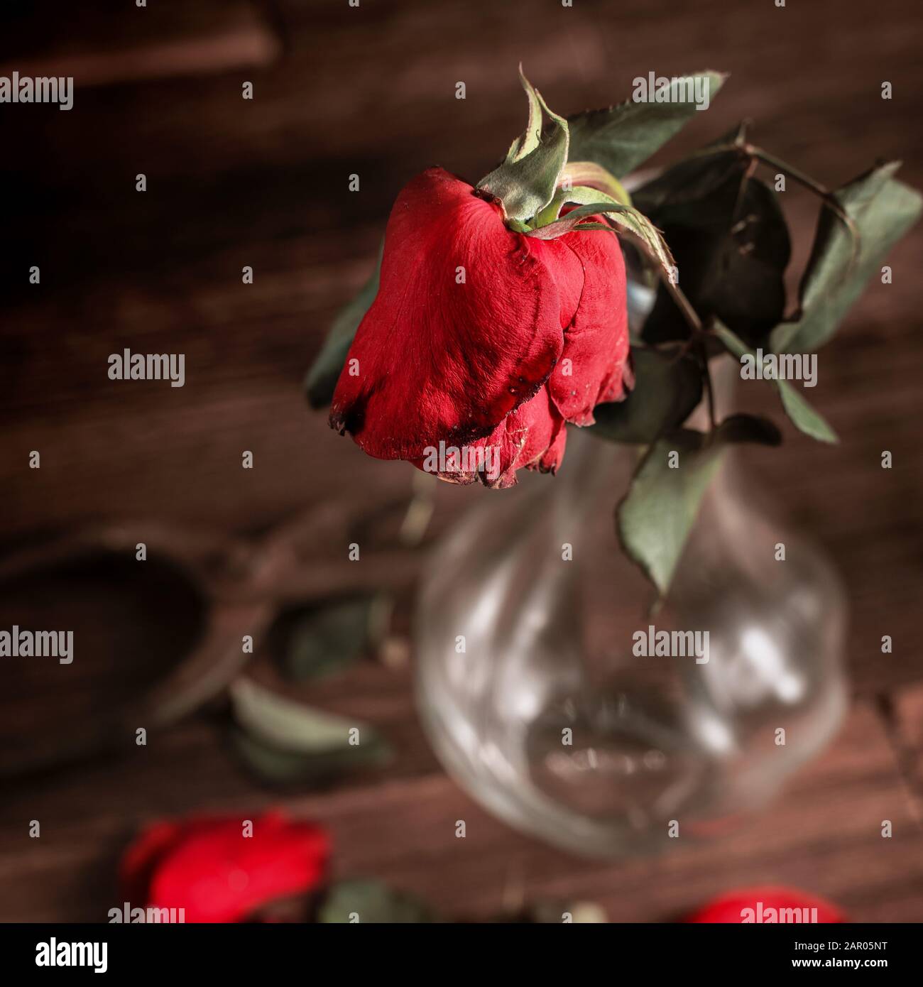 Withered rose on dark gray background and wooden table with fall petals ...