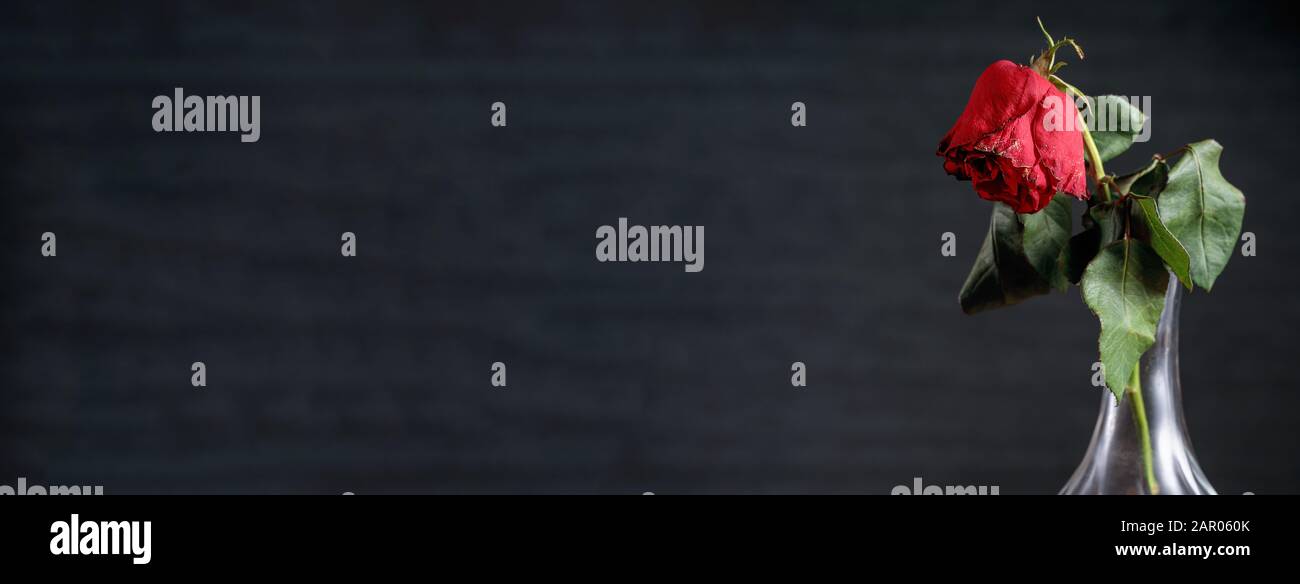 Withered rose on dark gray background and wooden table with fall petals ...