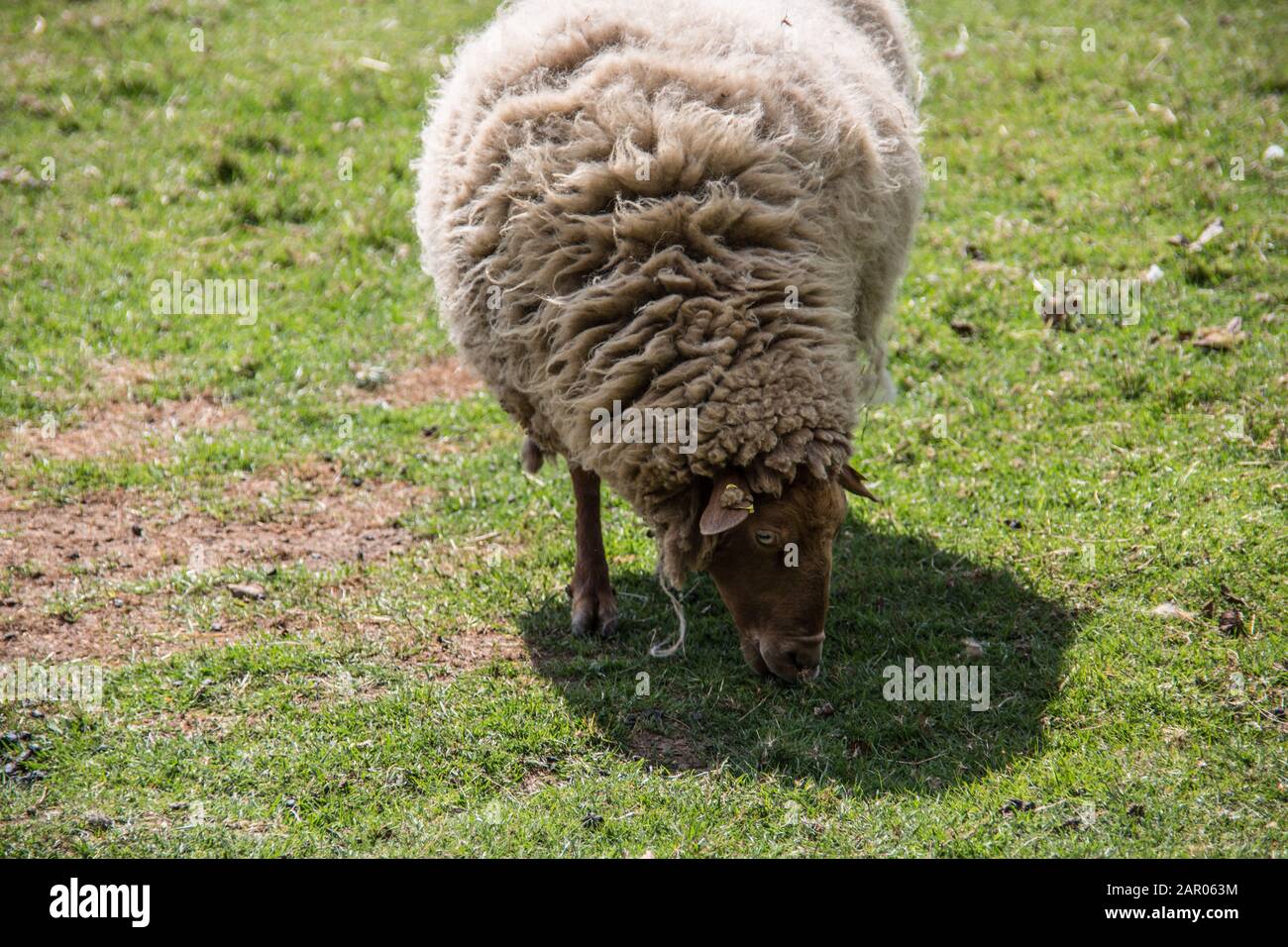 Sheep in pasture when eating Stock Photo - Alamy