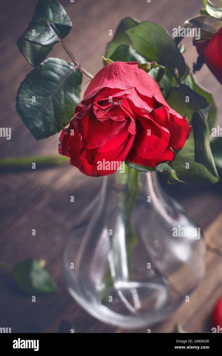 Withered rose on dark gray background and wooden table with fall petals ...