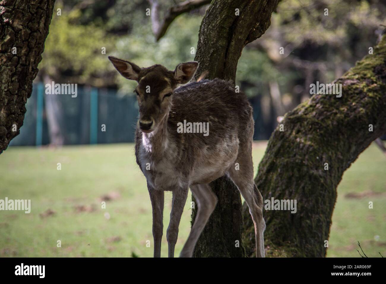 Deer at the edge of the forest while grazing Stock Photo - Alamy