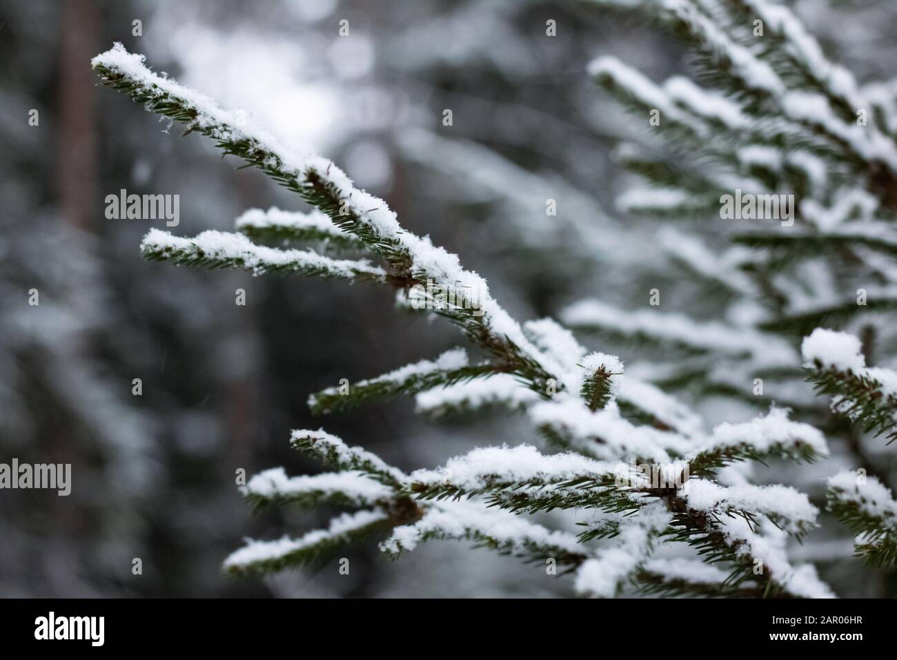 Branches of spruce under the snow closeup Stock Photo - Alamy
