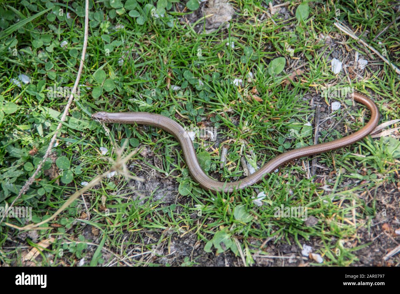Snake writhes hi-res stock photography and images - Alamy