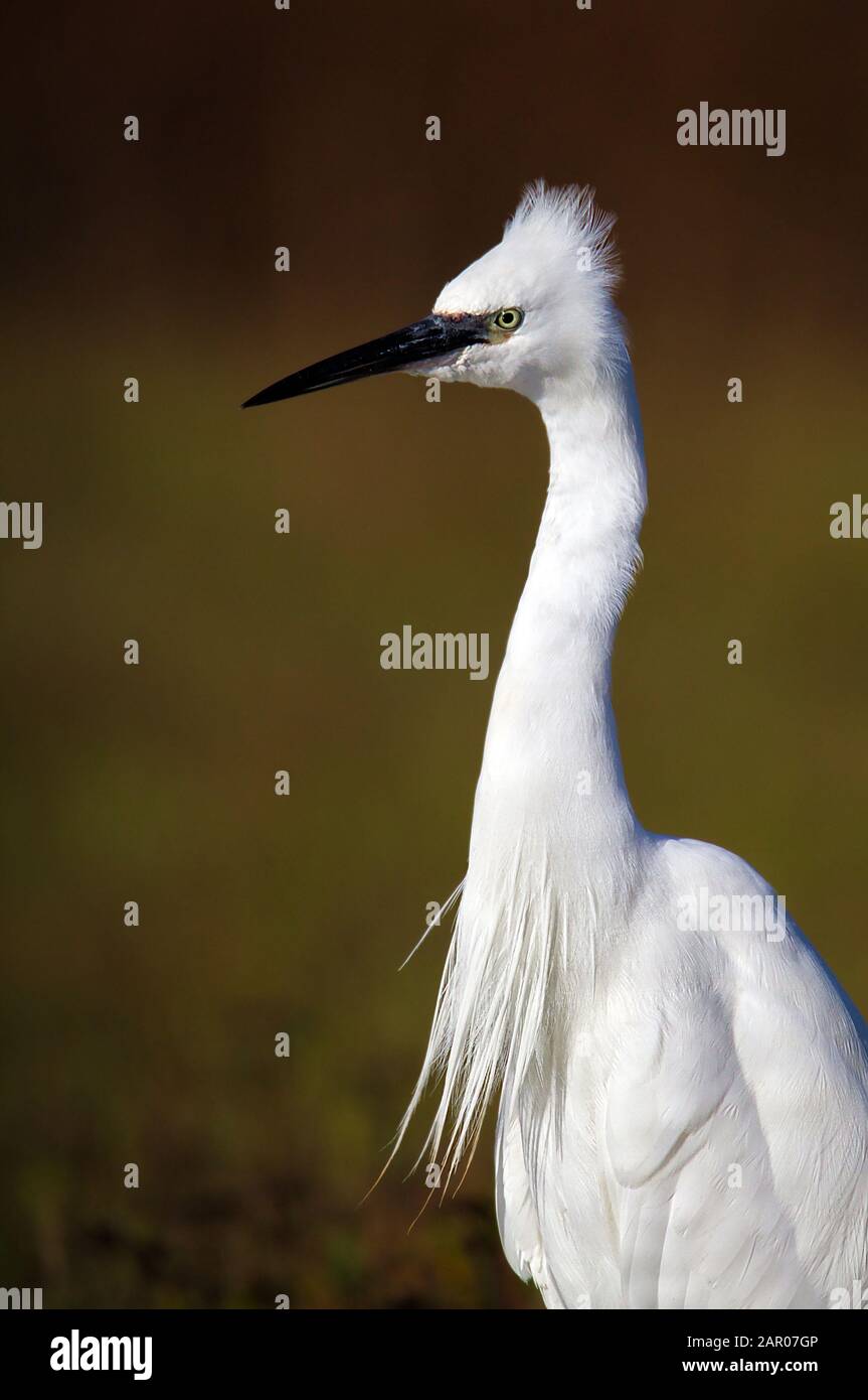 Profile of a Little Egret, Egretta garzetta, standing tall displaying ...