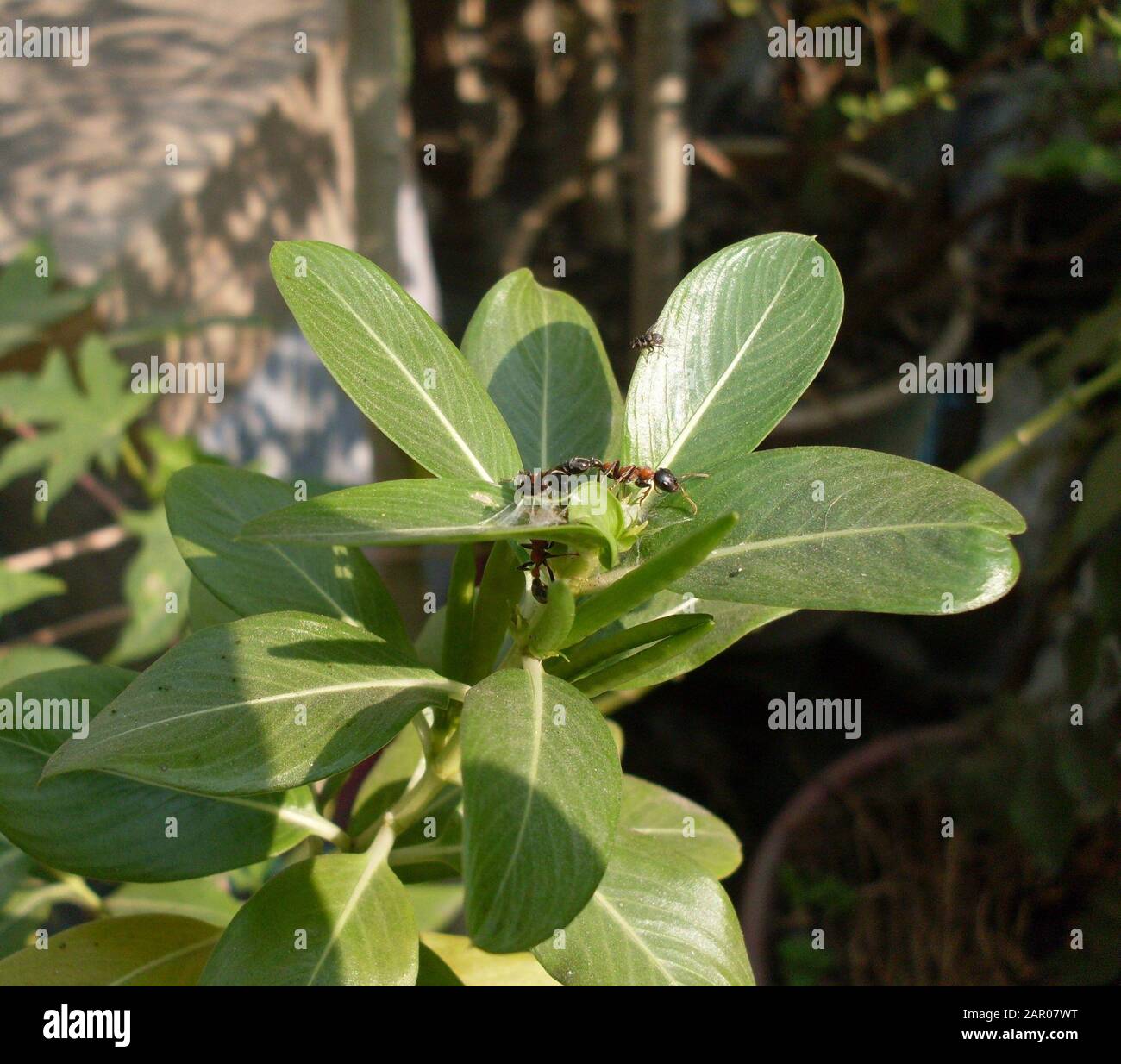 friendship between insects is a natural phenomena Stock Photo - Alamy
