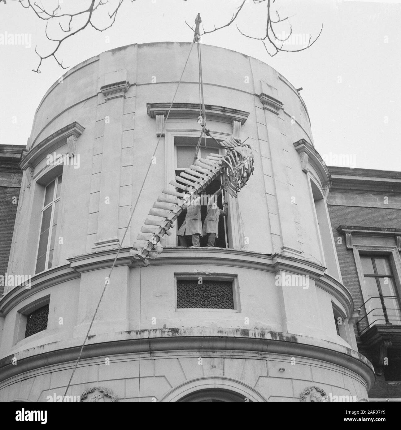 Dwarf whale of 7 meters set up in the warehouse of the Zoological ...