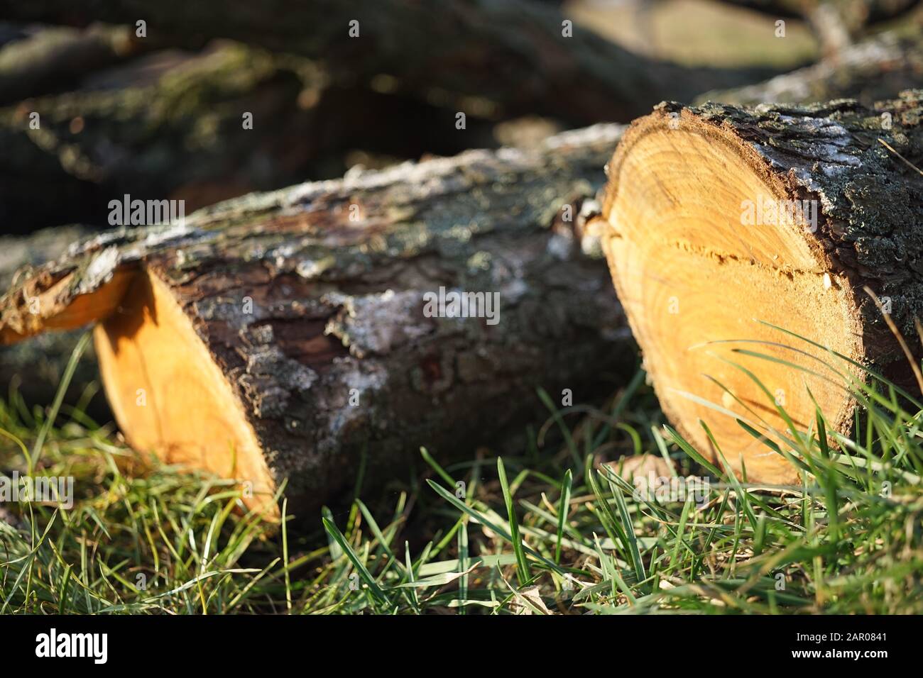 A sawn trunks or branches of an old tree lies on the grass Stock Photo ...