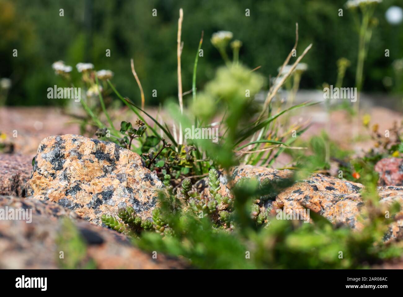 Large stones and moss between them, background Stock Photo - Alamy