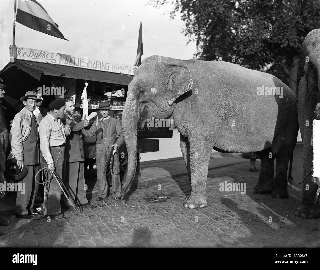 Elephant of Circus Mikkenie has a craving for herring Date: 29 ...
