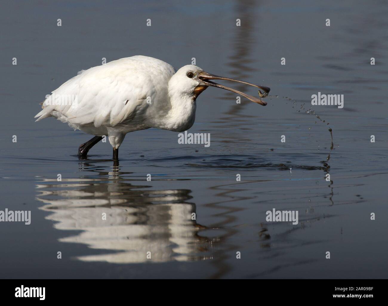 Young Spoonbill, Platalea Leucordia, feeding andcatching a shrimp in ...