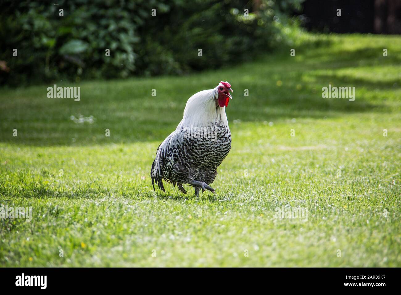 Chickens strut and peck in the garden Stock Photo - Alamy