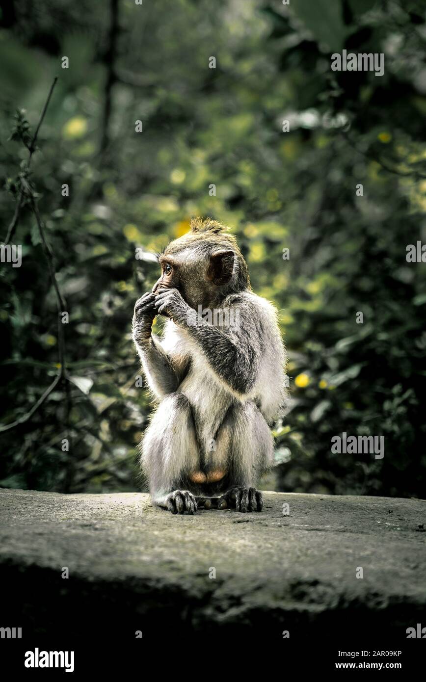 Baby Monkey sitting in profile, Ubud Stock Photo - Alamy