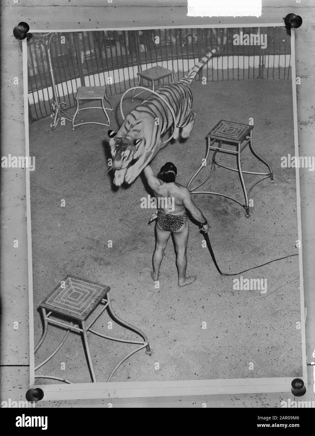 Circus tigers Black and White Stock Photos & Images - Alamy