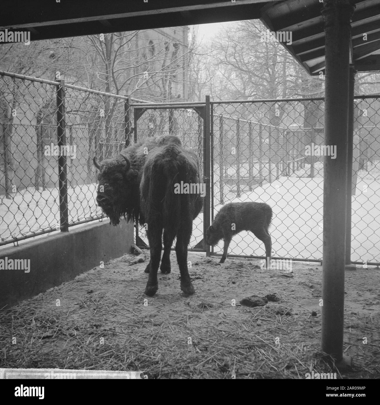 Wisent born hi-res stock photography and images - Alamy