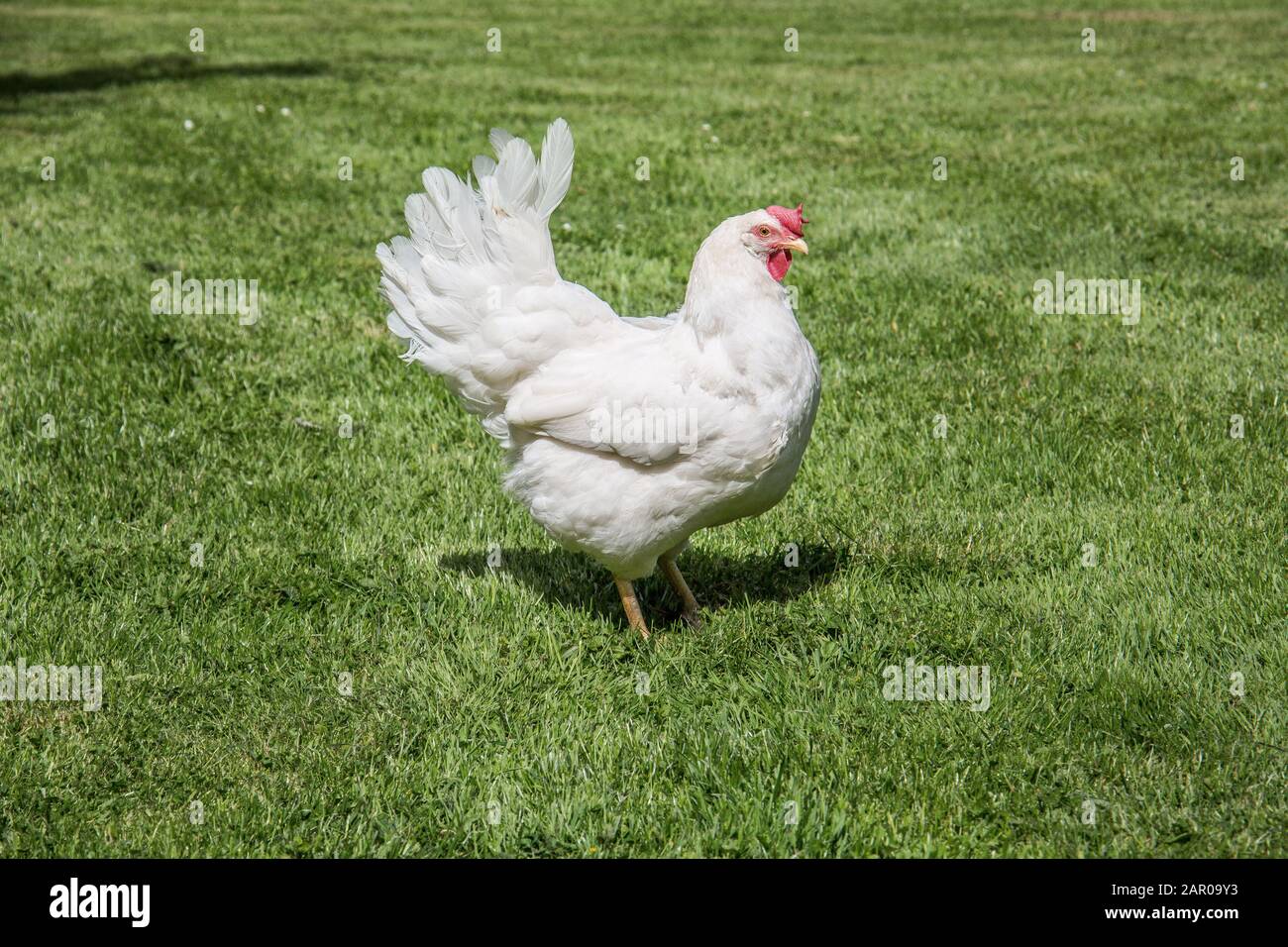 Chickens strut and peck in the garden Stock Photo - Alamy