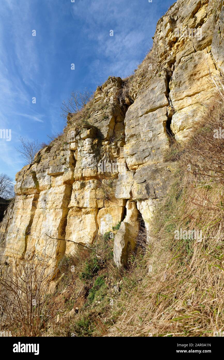 Jurassic Inferior Oolite Limestone Cliff at Salterley (or Wagon) Quarry ...