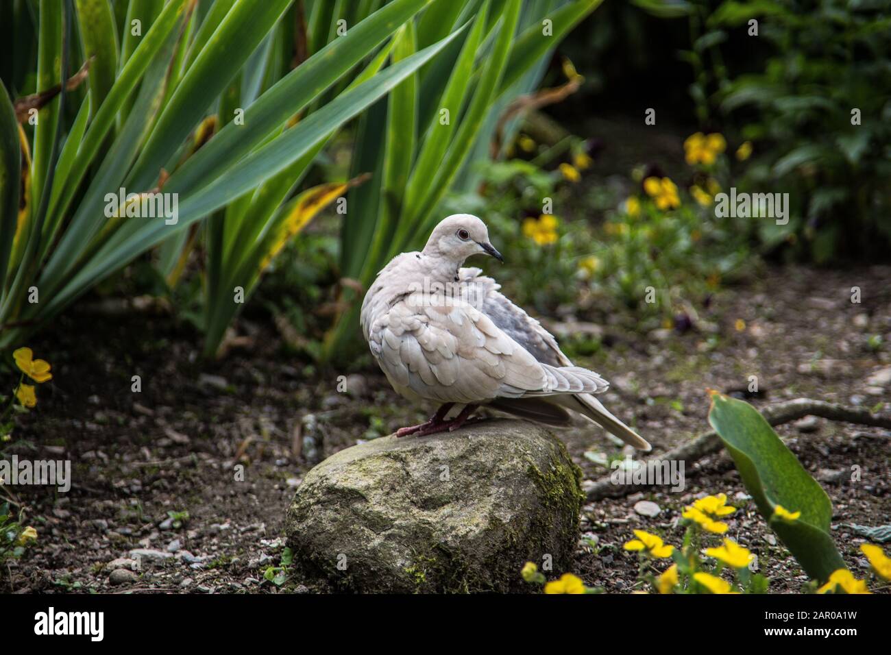 white laughing pigeon in the garden Stock Photo - Alamy